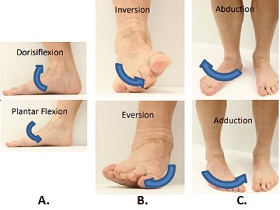 Tibialis Posterior Tendinopathy Strikes – Happy Aging Runner